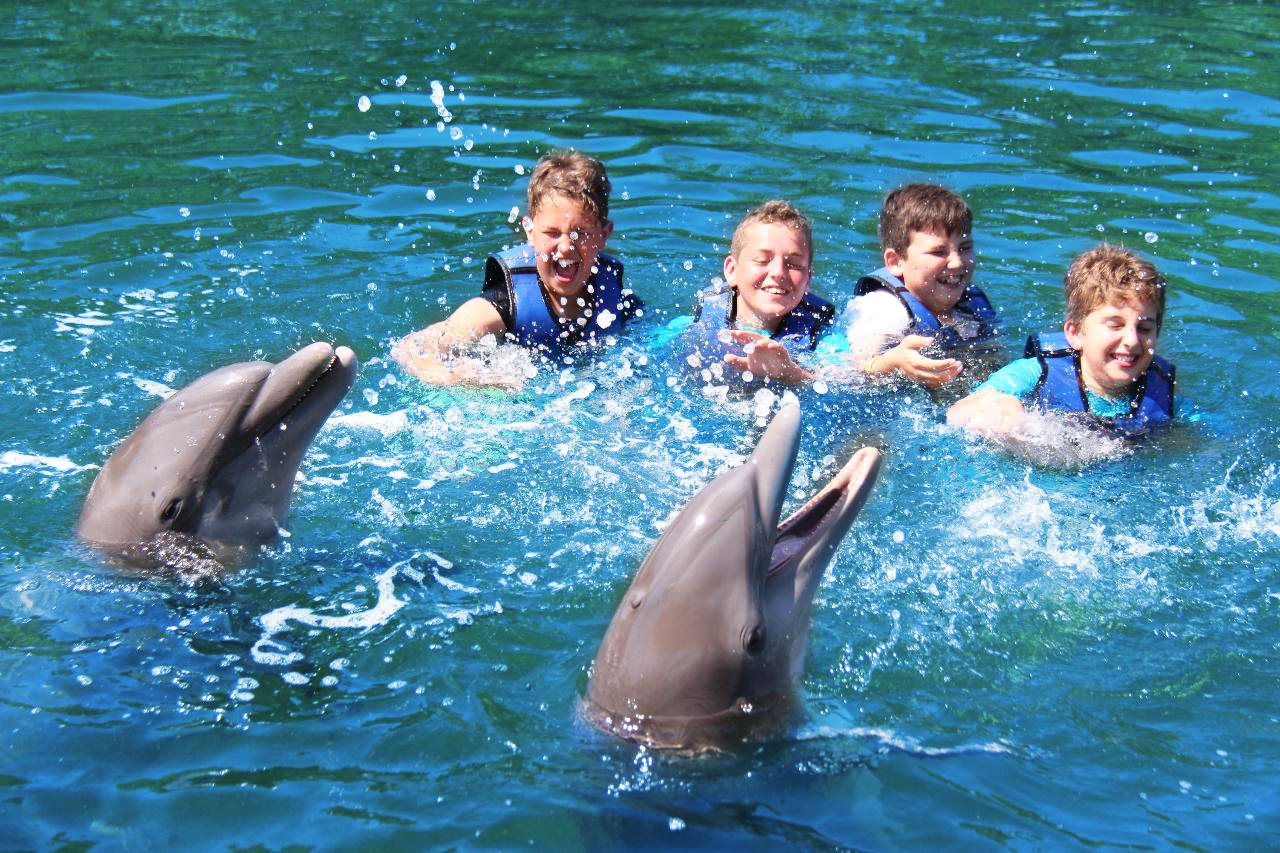 Find Out What It's Like to Swim with Dolphins